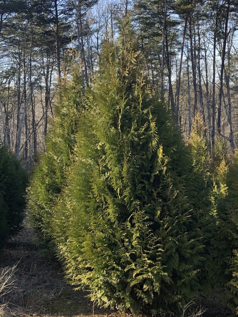 Landscaping Trees - Ray's Creative Landscaping & Tree Farm